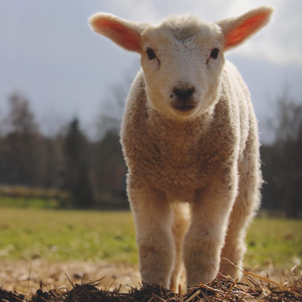 Rethinking Easter: choosing lentils instead of lamb | Plant Based ...